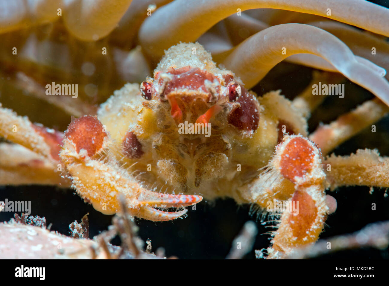 Spider crab (Inachus phalangium), Around the Island of Oleron, Atlantic ...