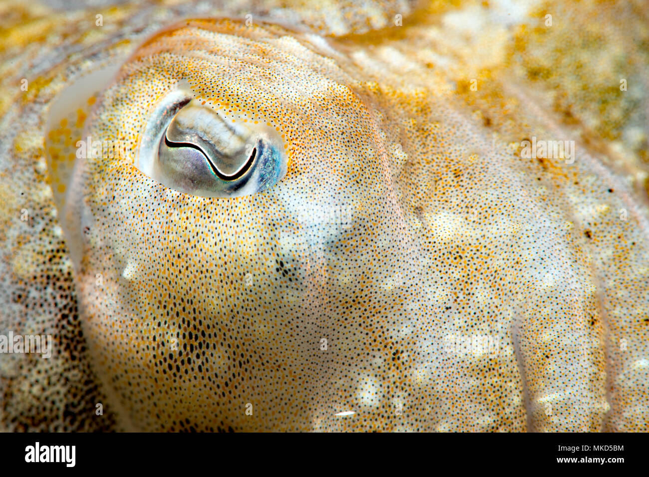 Coleoid Coleoidea Sp Stock Photos & Coleoid Coleoidea Sp Stock Images ...