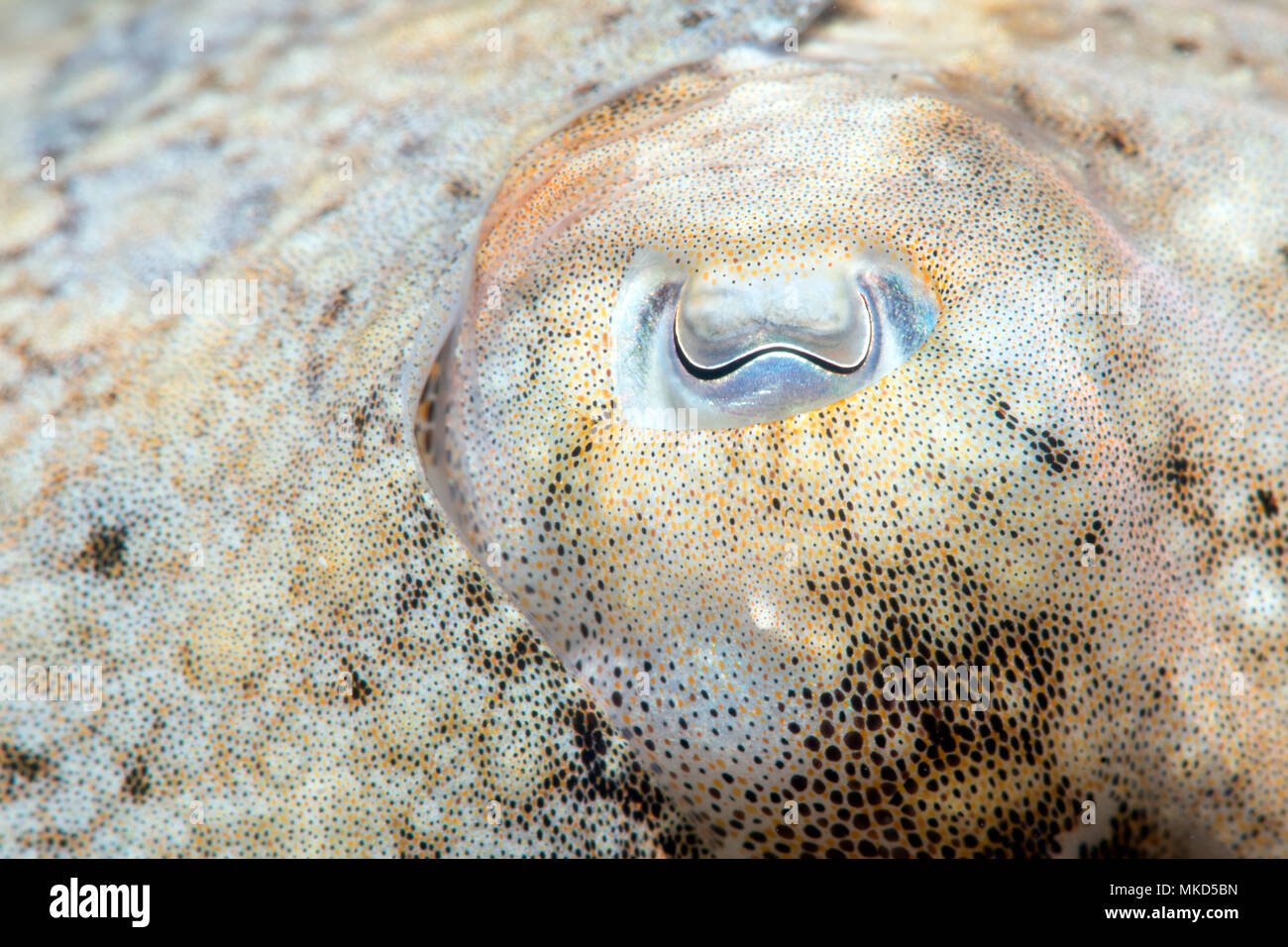Common cuttlefish (Sepia officinalis) eye of juvenile, Around the ...