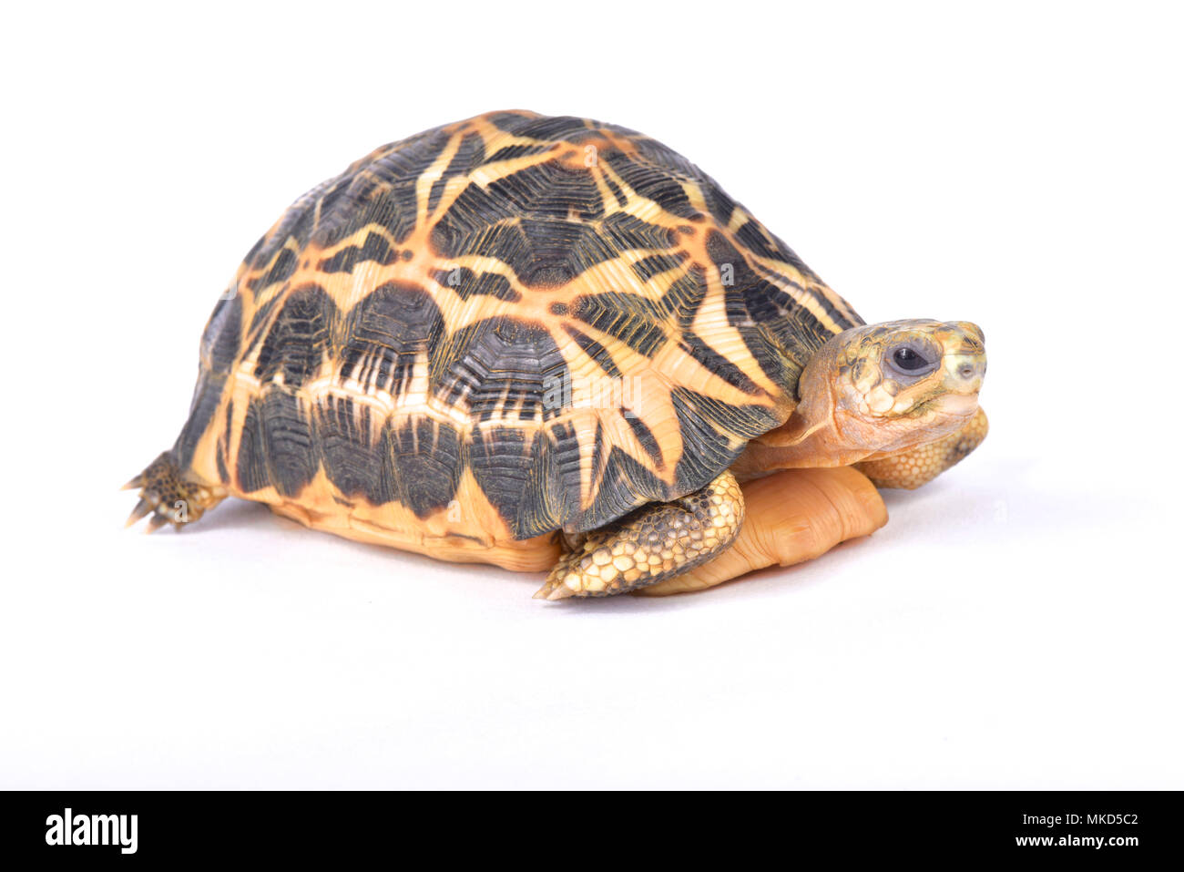 Spider tortoise (Pyxis arachnoides arachnoides) on white background ...