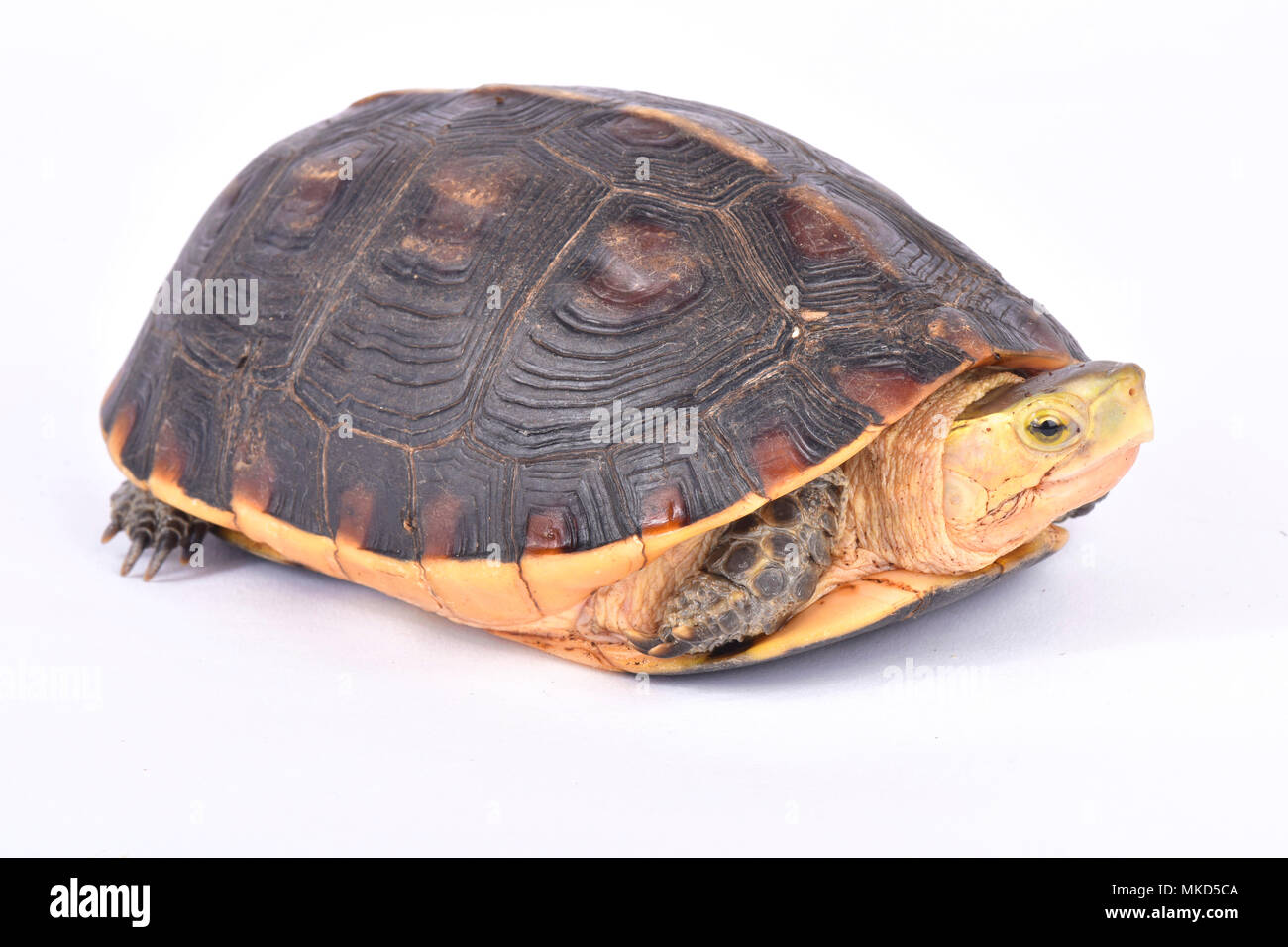 Taiwan Yellow-margined Box Turtle (Cuora flavomarginata flavomarginata ...