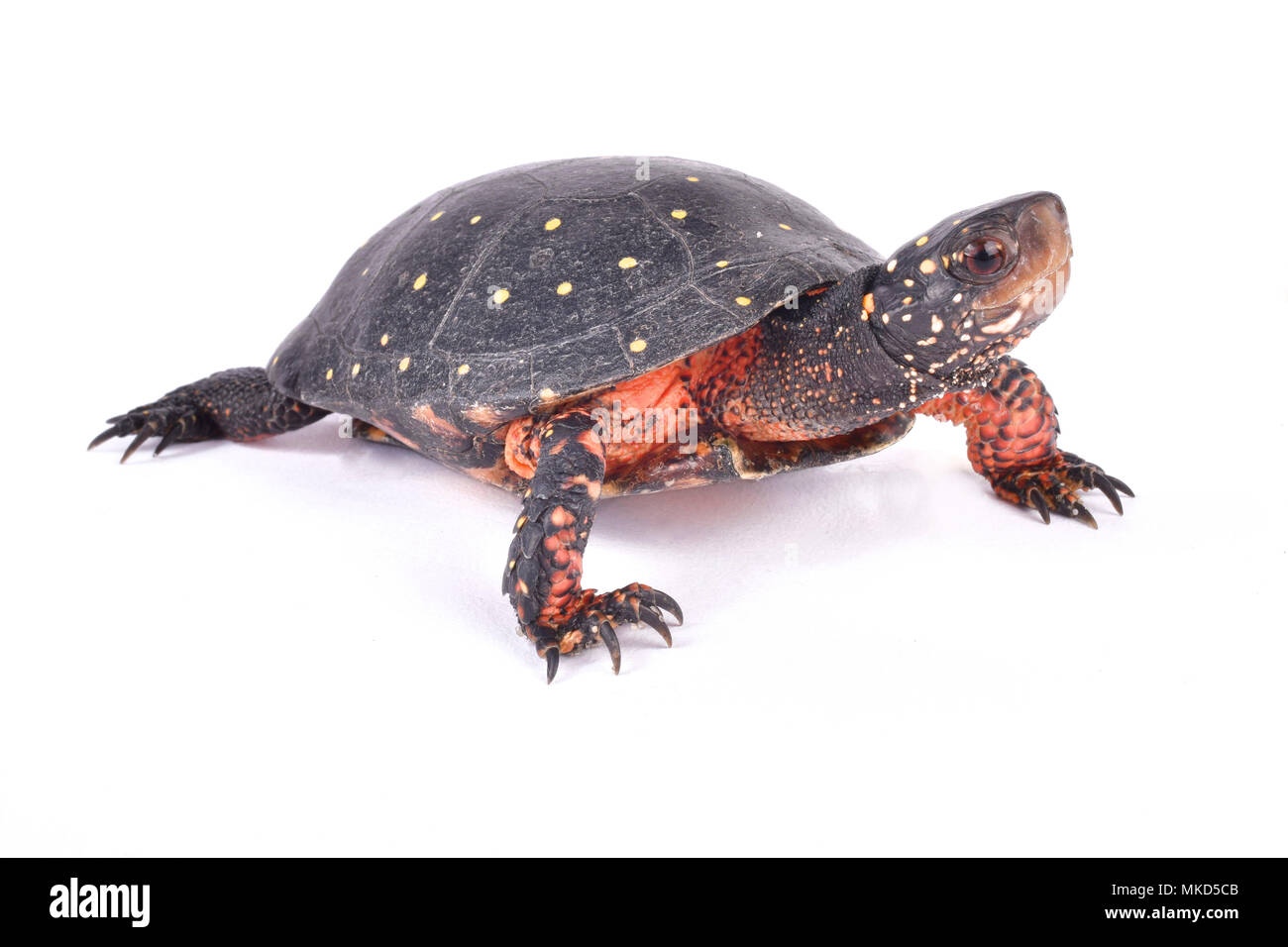 Spotted turtle (Clemmys guttata) on white background Stock Photo - Alamy