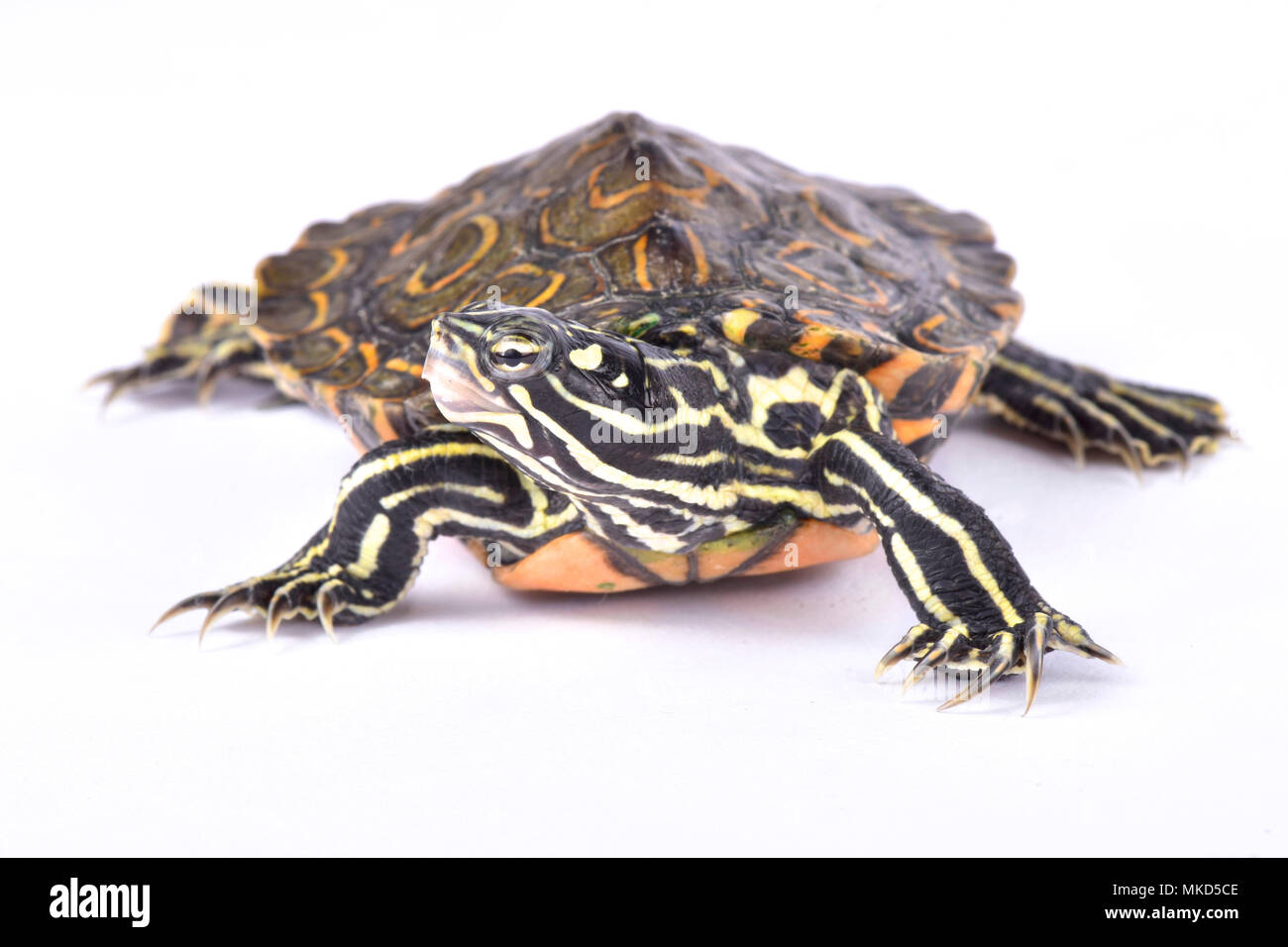 Ringed map turtle (Graptemys oculifera) on white background Stock Photo ...