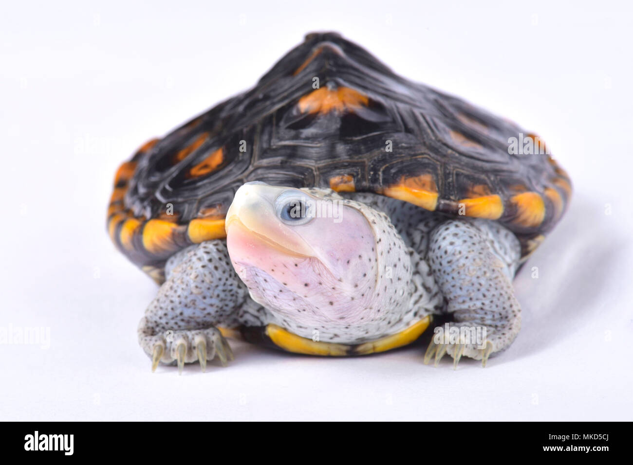 Ornate diamondback terrapin (Malaclemys terrapin macrospilota) on white ...