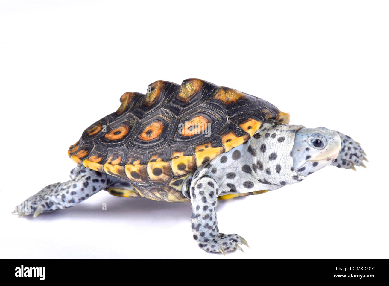 Ornate diamondback terrapin (Malaclemys terrapin macrospilota) on white ...