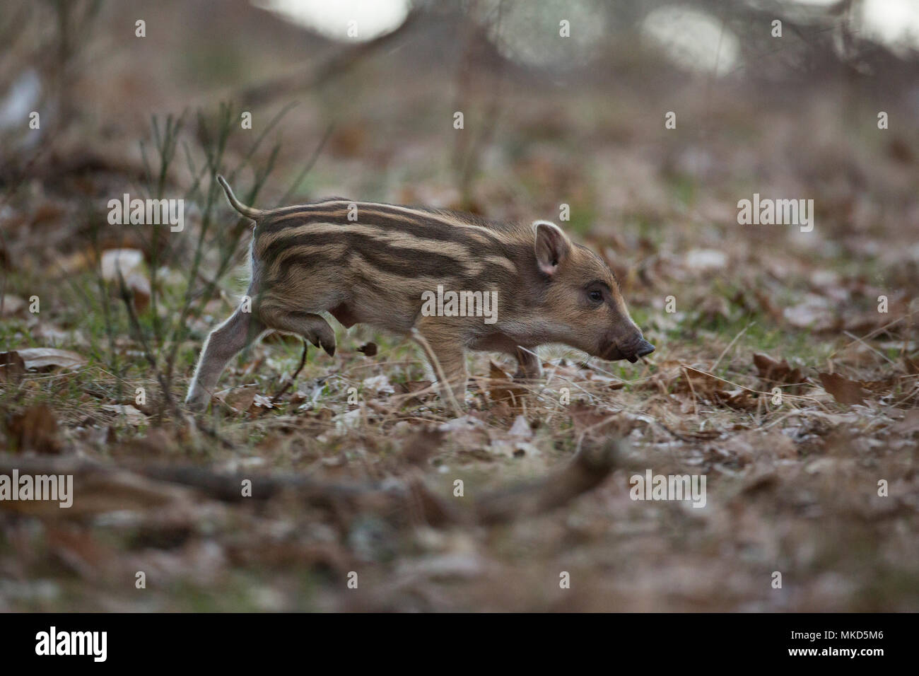 Dead Wild Boars High Resolution Stock Photography and Images - Alamy