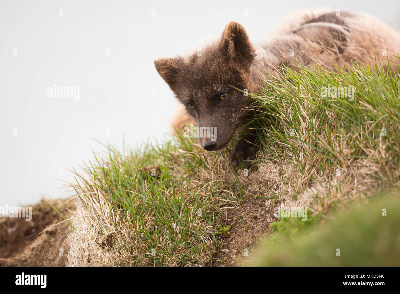 Foxes mating hi-res stock photography and images - Alamy