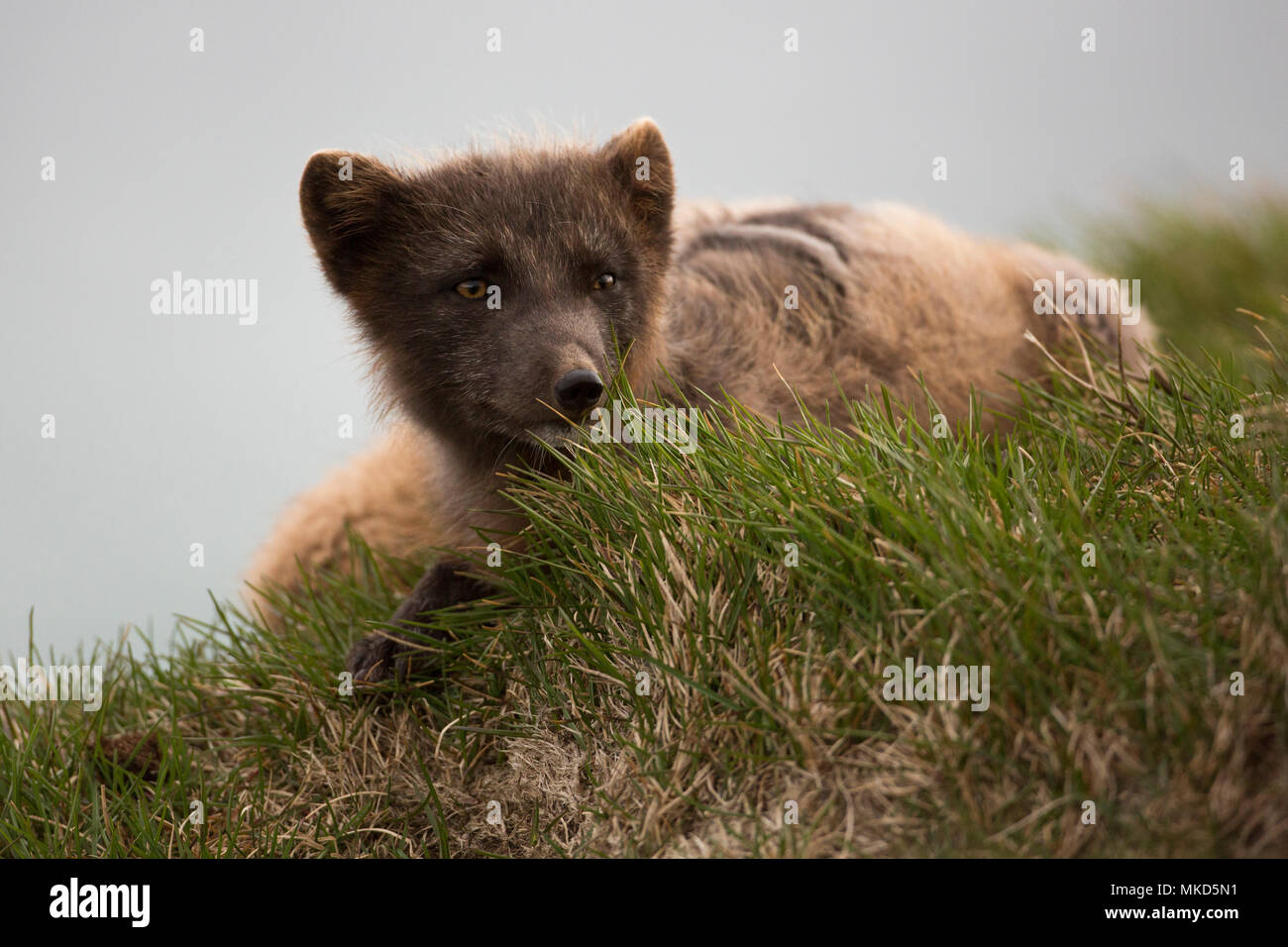 Arctic fox (Alopex lagopus) on grass, Iceland Stock Photo - Alamy