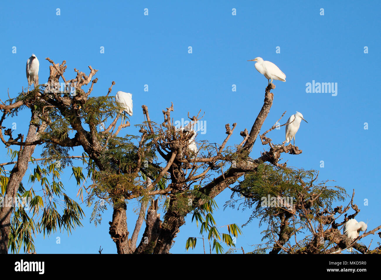 Dimorphic Egret (Egretta dimorpha) light phase colony on a branch ...