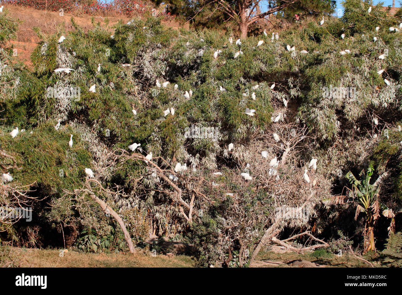 Dimorphic Egret (Egretta dimorpha) light phase breeding colony on a ...