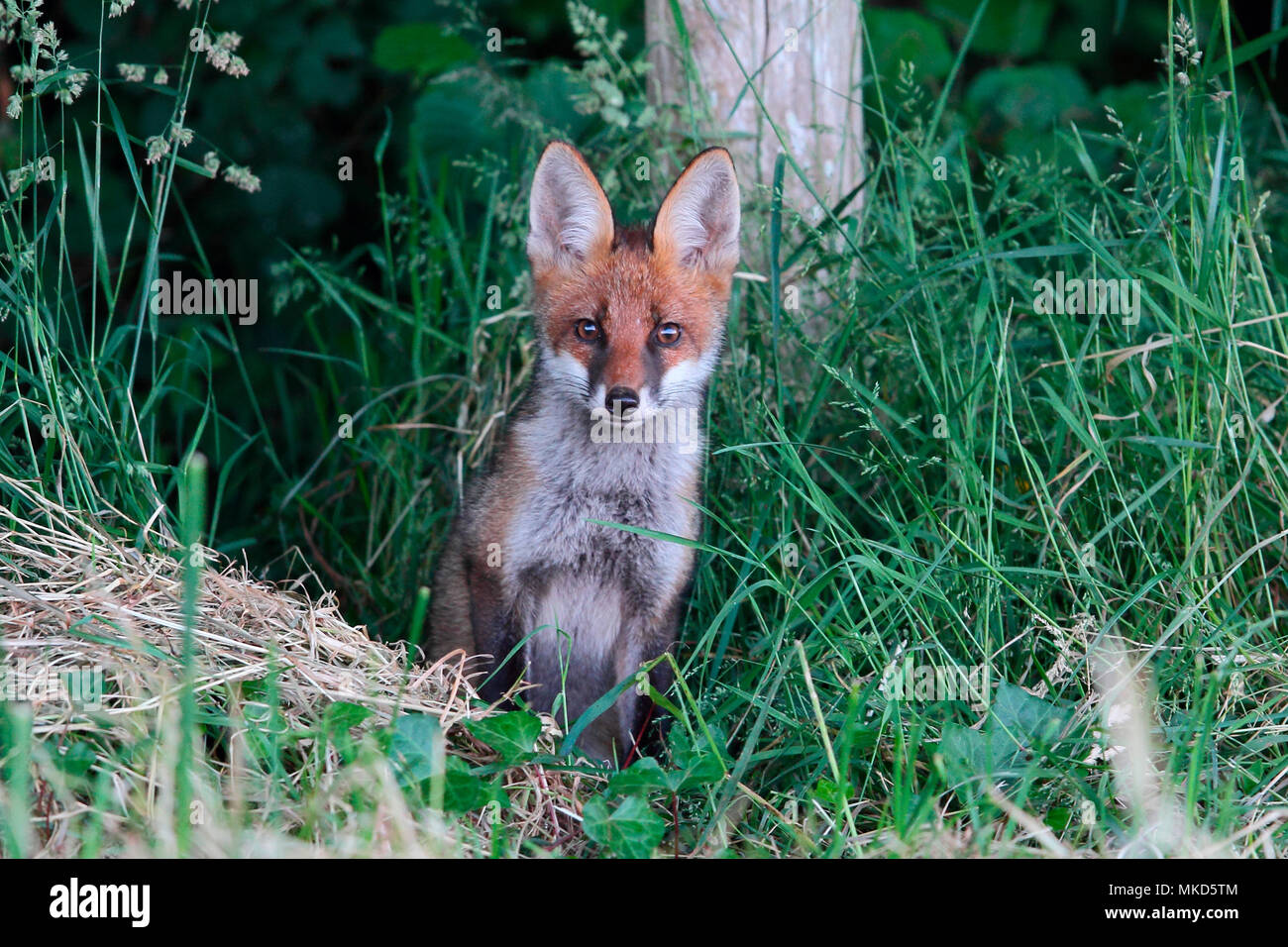 Red fox (Vulpes vulpes) at the edge of wood, Brittany, France Stock ...