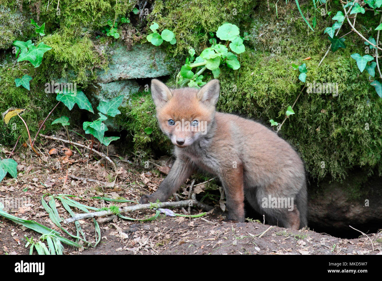 Red fox (Vulpes vulpes) young about 5 weeks old out of the burrow ...