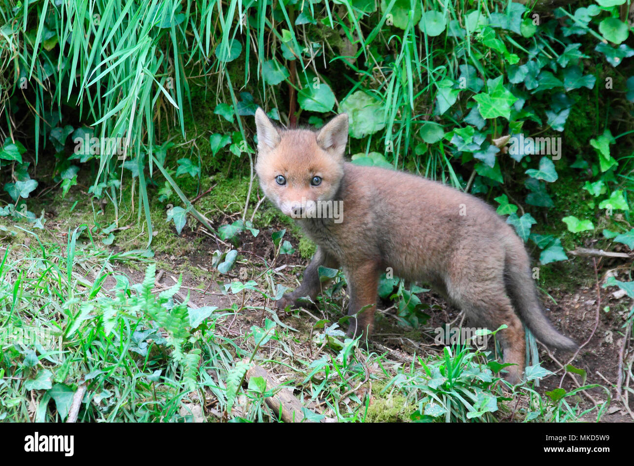Red fox (Vulpes vulpes) young about 5 weeks old near the burrow ...