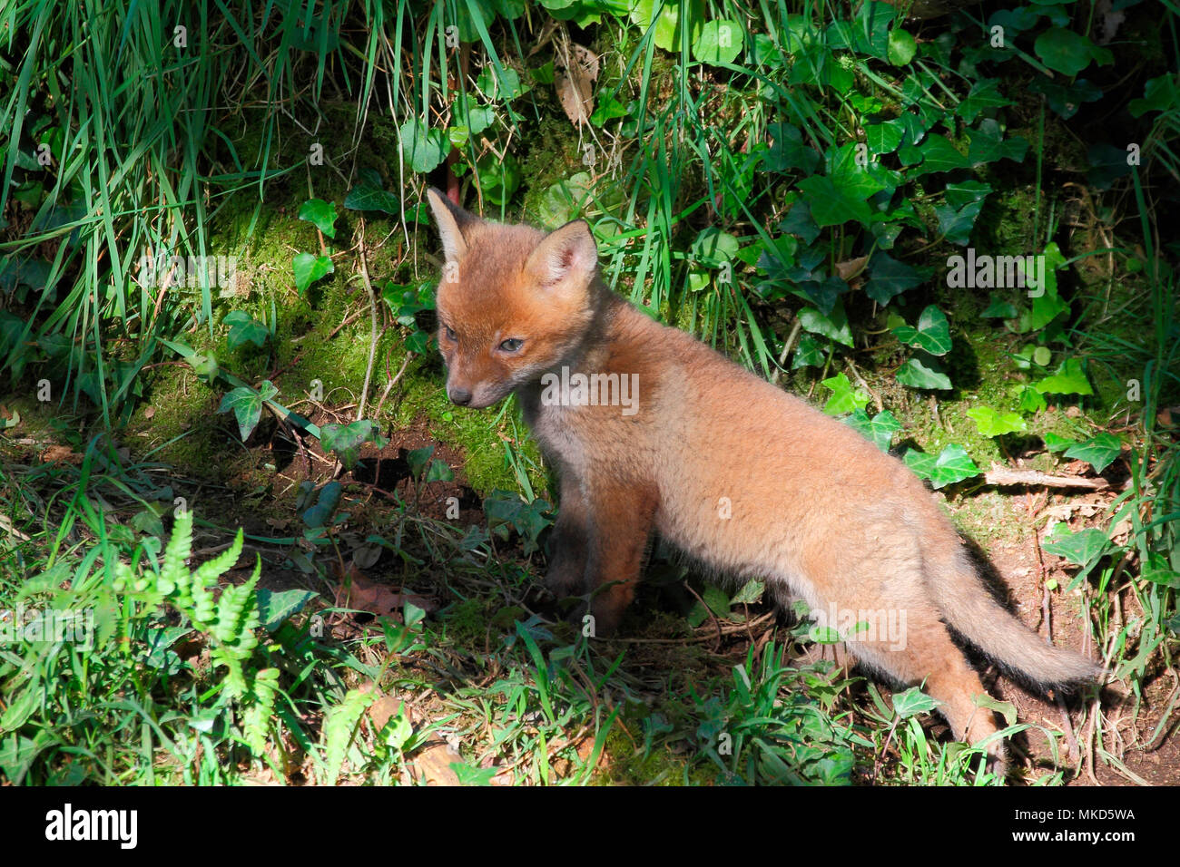 Red fox (Vulpes vulpes) young about 5 weeks old near the burrow ...