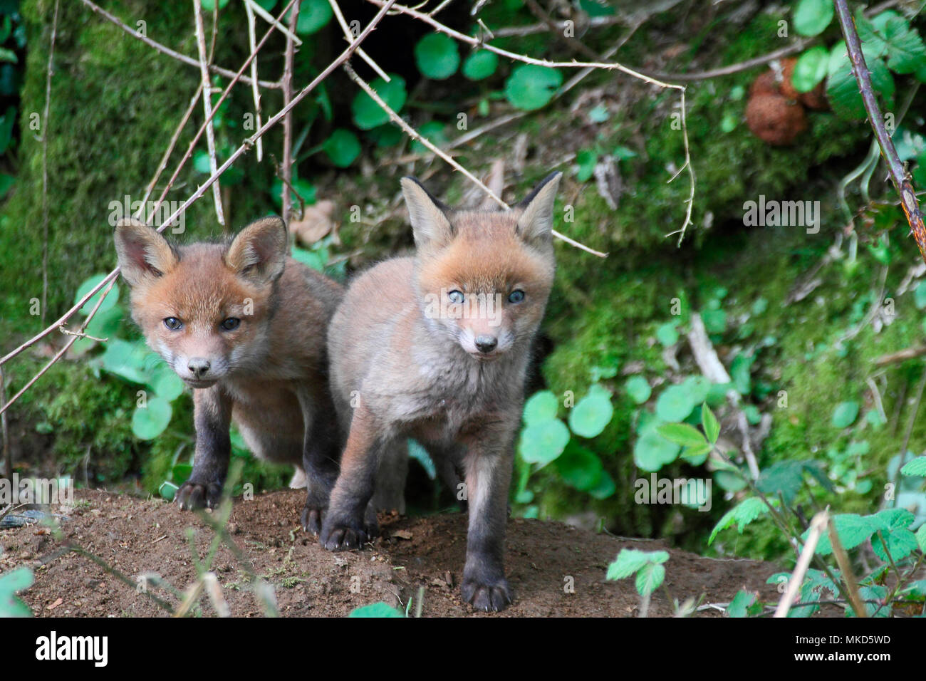 Red fox (Vulpes vulpes) youngs about 5 weeks old out of the burrow ...