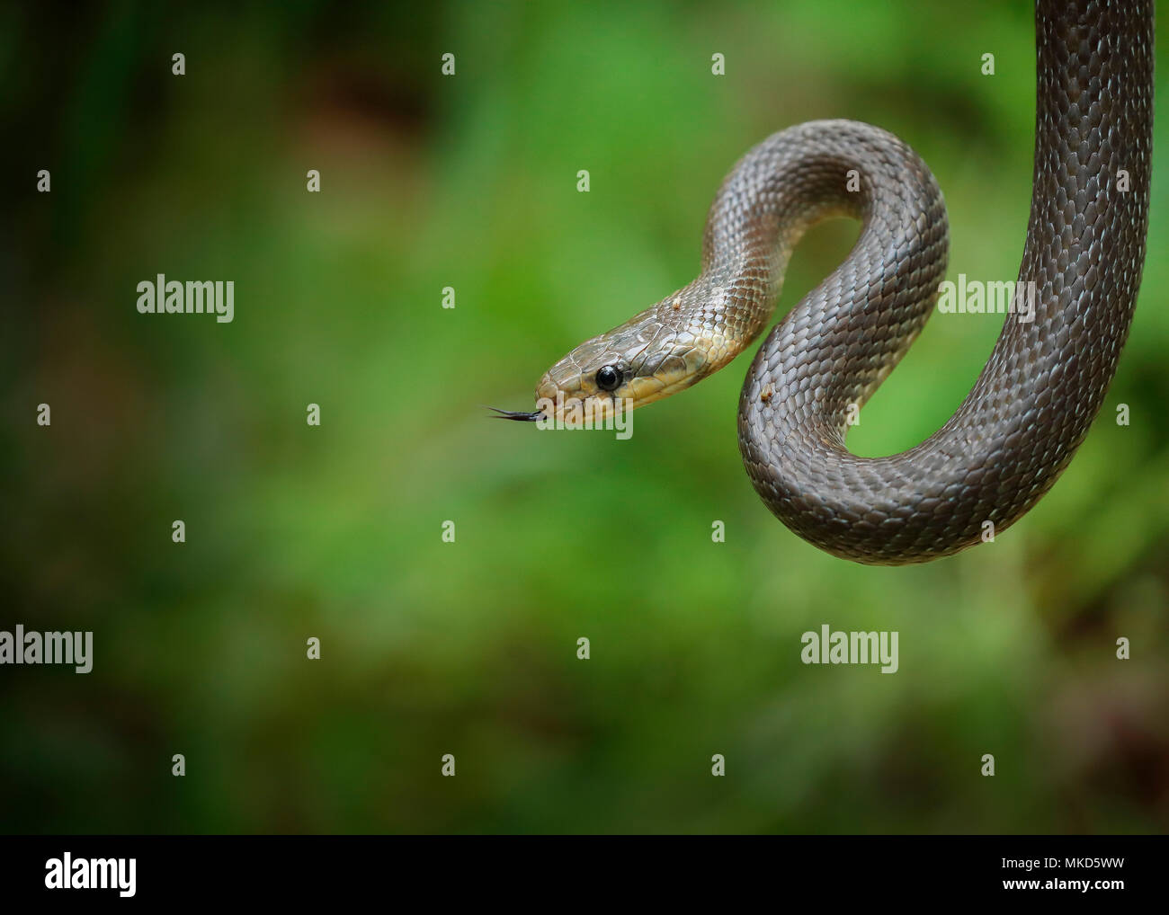Aesculapian snake (Zamenis longissimus) portrait, Bulgaria Stock Photo ...