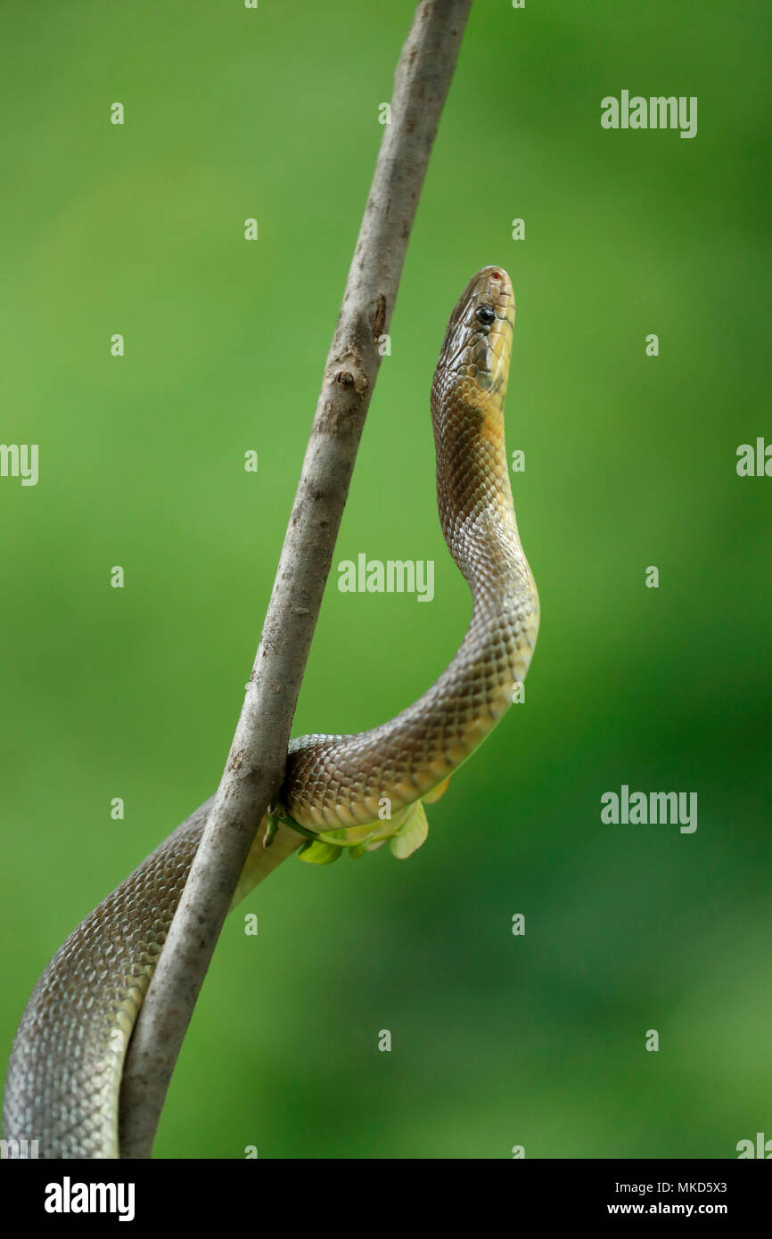 Aesculapian snake (Zamenis longissimus) on a branch, Bulgaria Stock ...