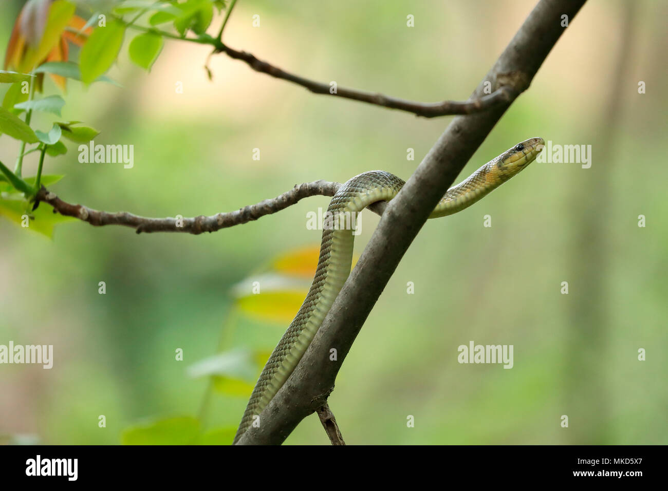 Aesculapian snake (Zamenis longissimus) on a branch, Bulgaria Stock ...