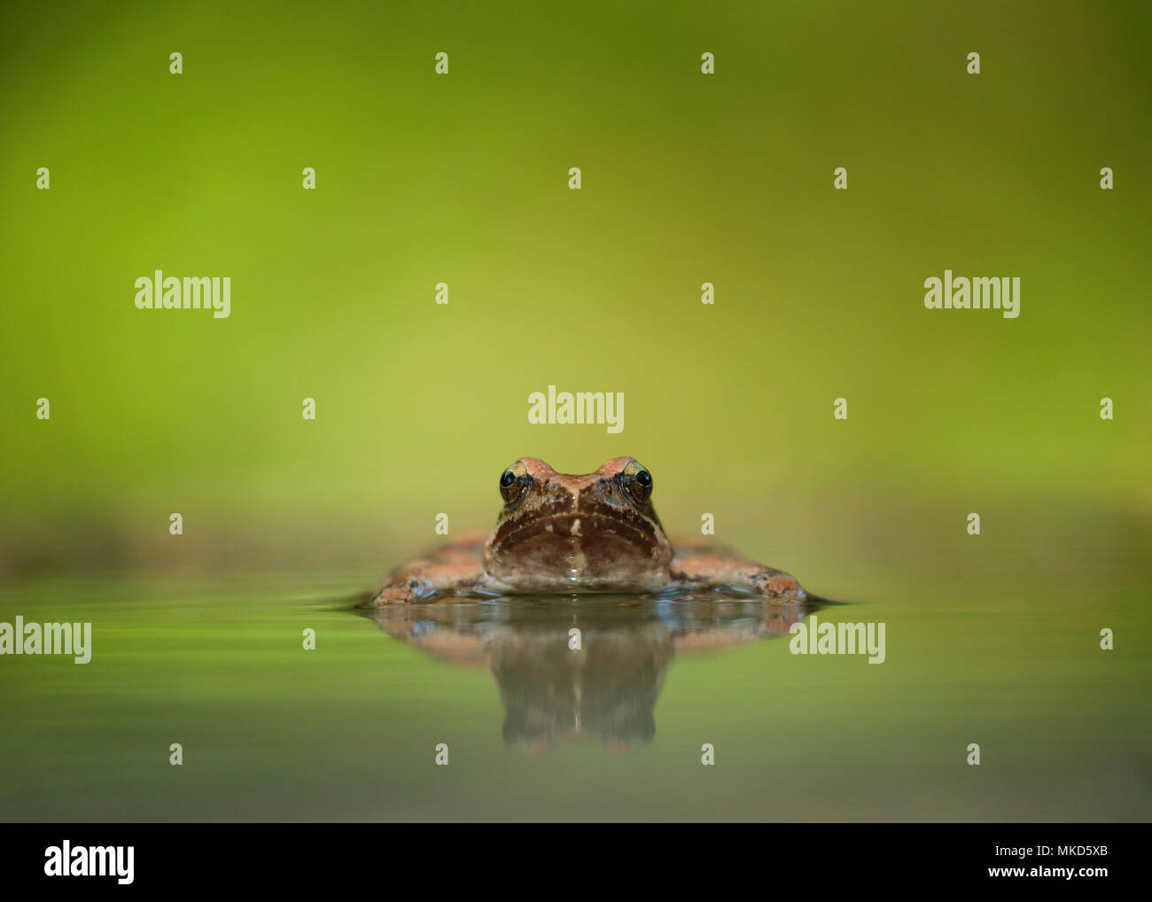Greek frog (Rana graeca) in water, Bulgaria Stock Photo - Alamy