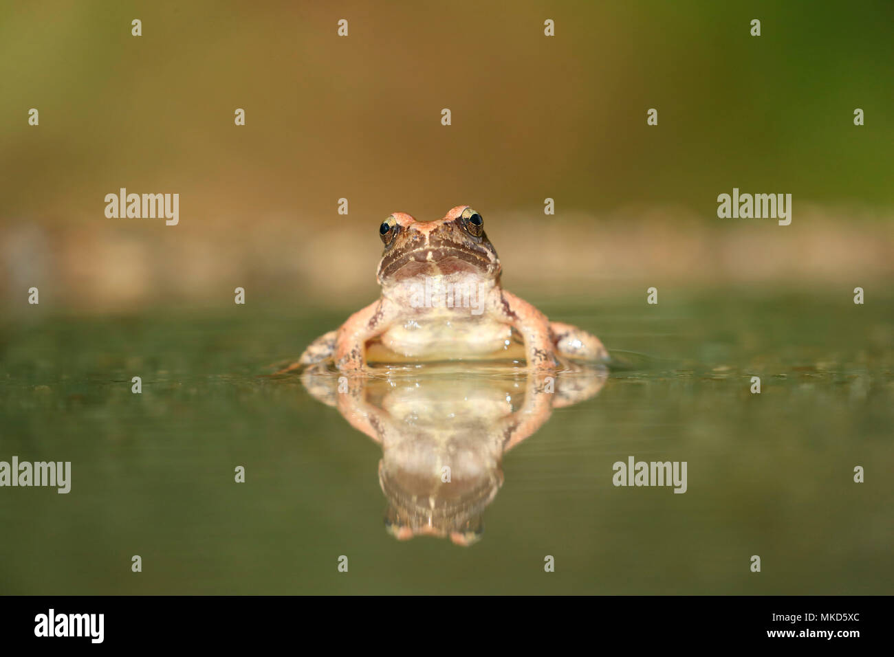 Greek frog (Rana graeca) in water, Bulgaria Stock Photo - Alamy