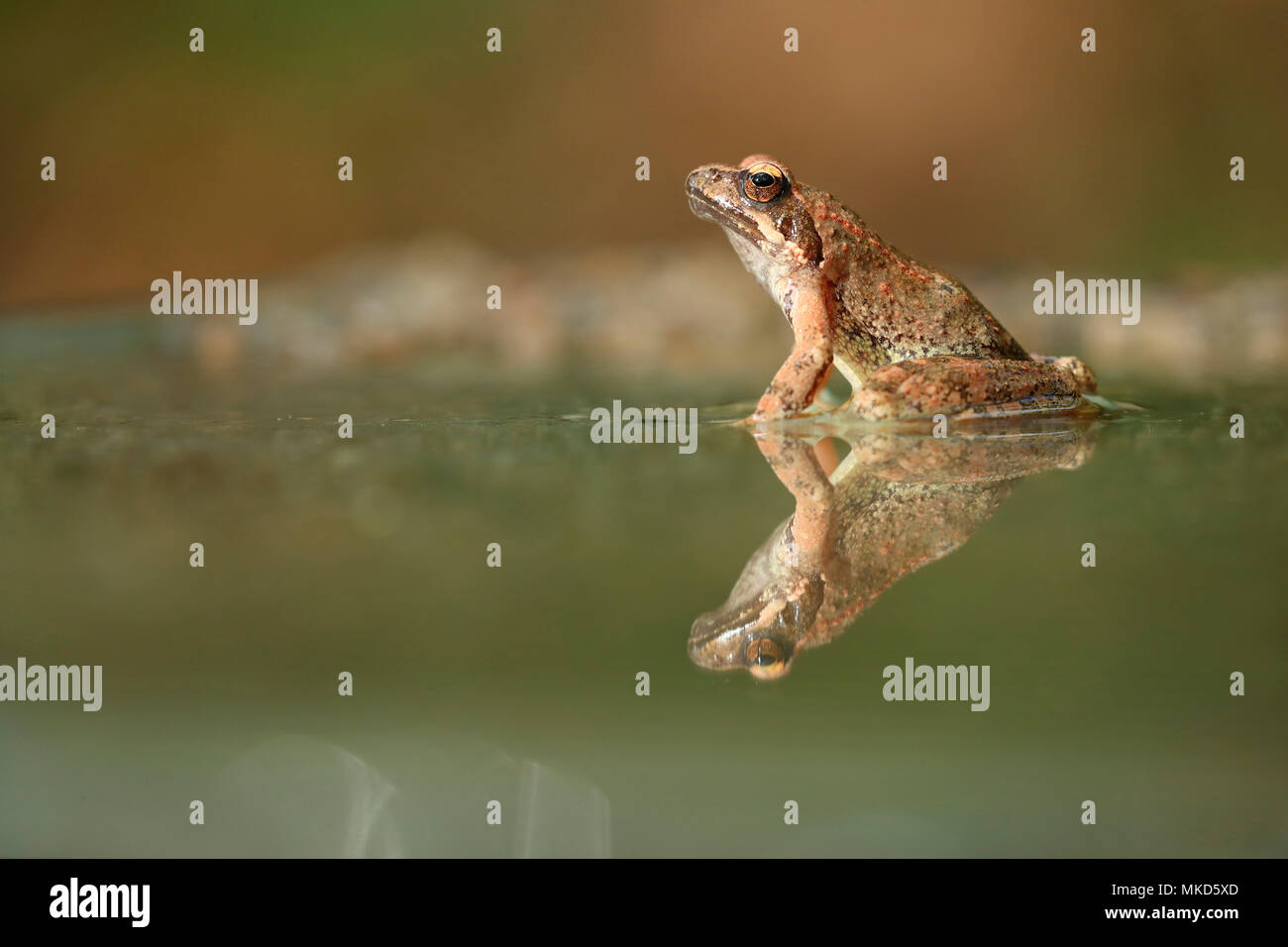 Greek frog (Rana graeca) in water, Bulgaria Stock Photo - Alamy