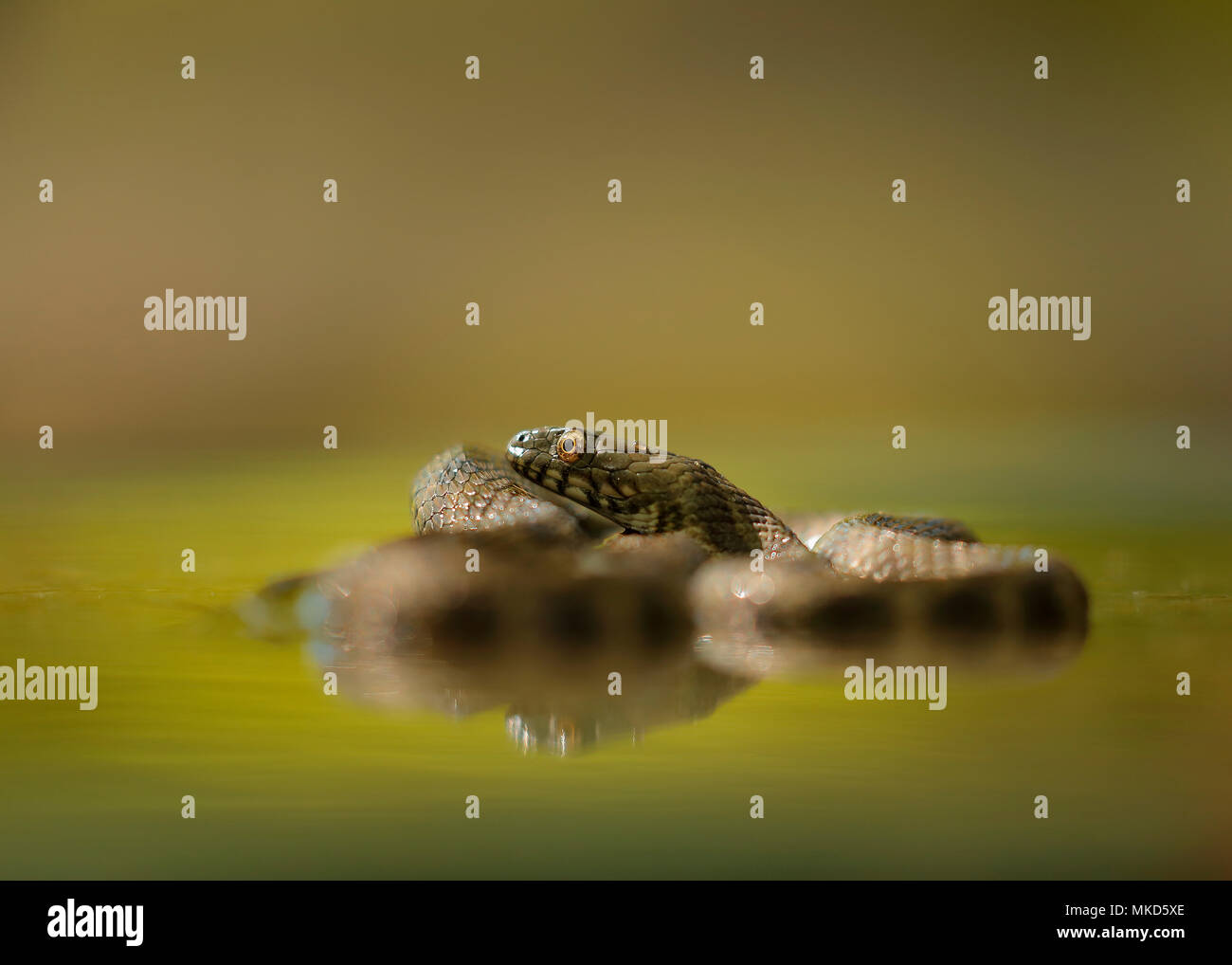 Dice snake (Natrix tessellata) in water, Bulgaria Stock Photo - Alamy