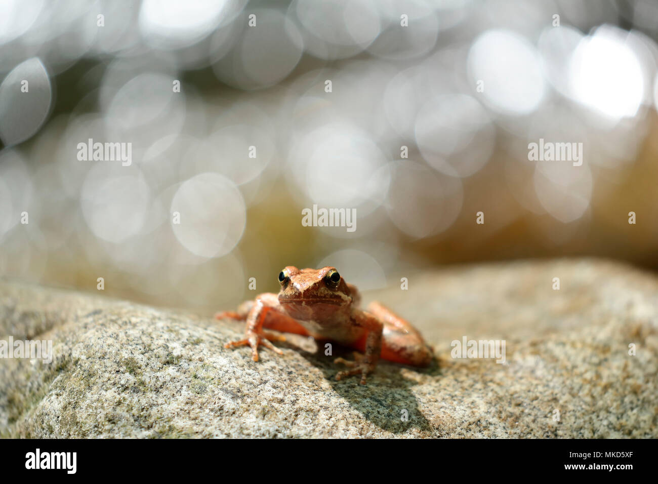Greek frog (Rana graeca) on rock, Bulgaria Stock Photo - Alamy