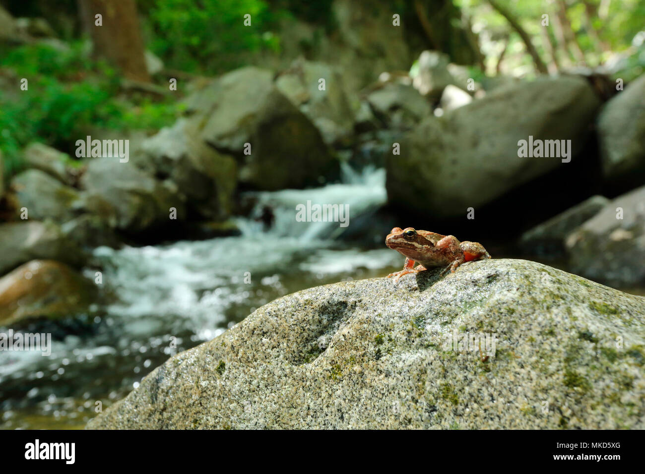 Greek frog hi-res stock photography and images - Alamy