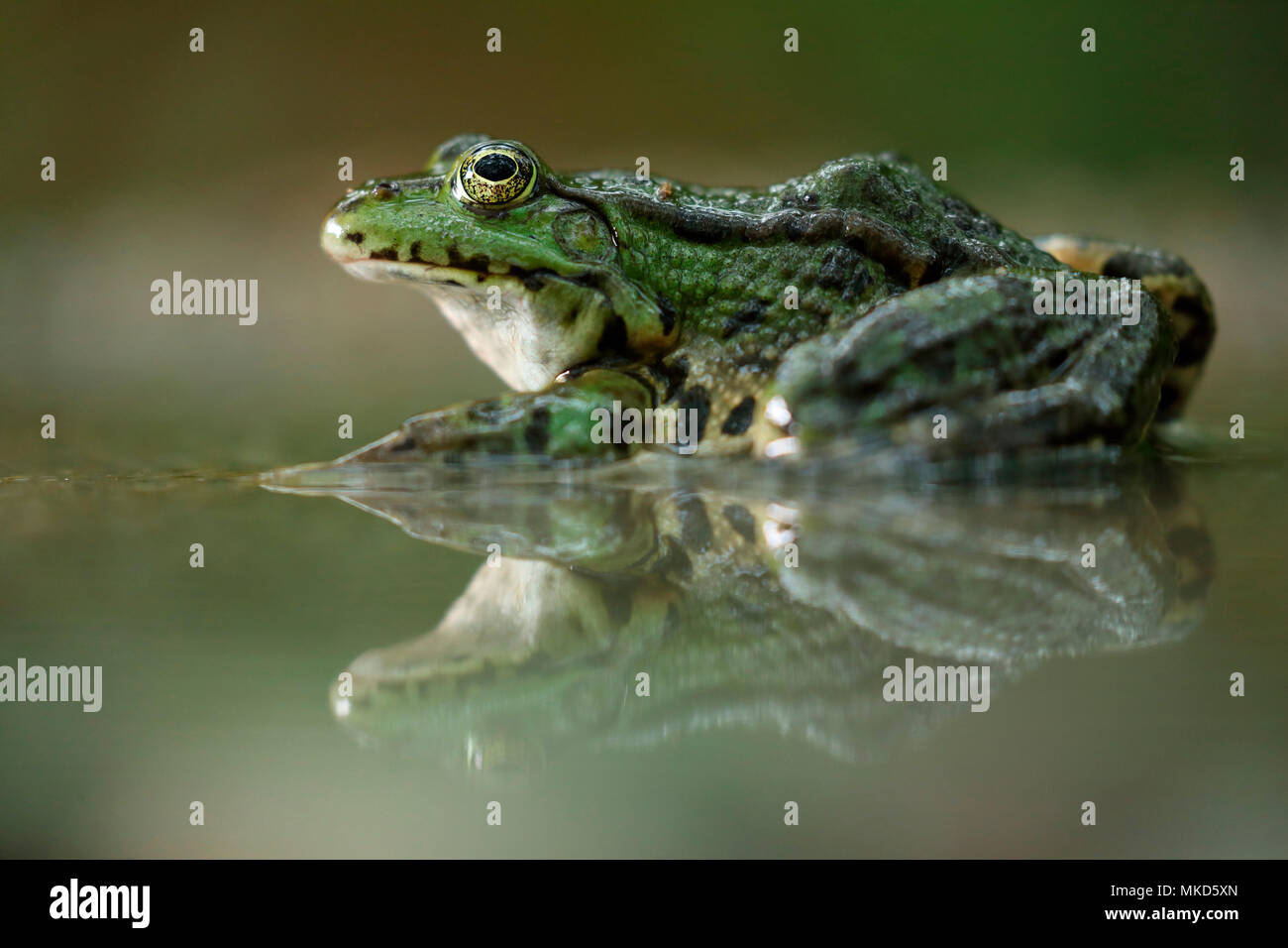 Frog rana sp hi-res stock photography and images - Alamy