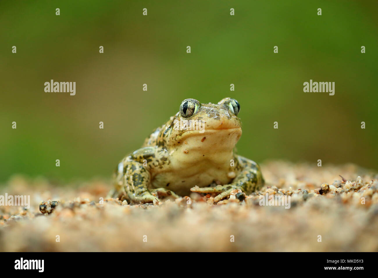 Eastern Spadefoot (Pelobates syriacus) digging a hole, Bulgaria Stock ...