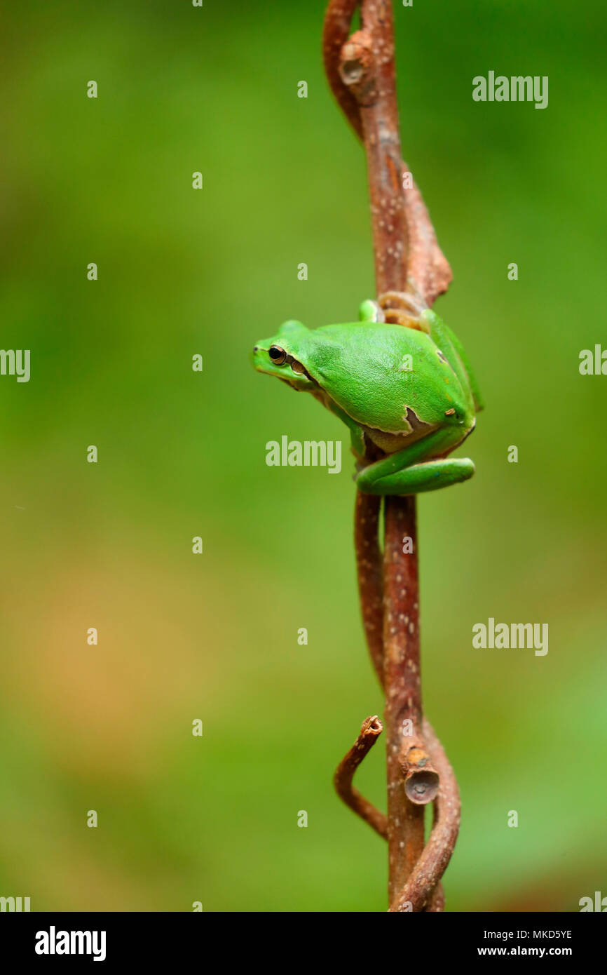 European tree frog (Hyla arborea), Bulgaria Stock Photo - Alamy