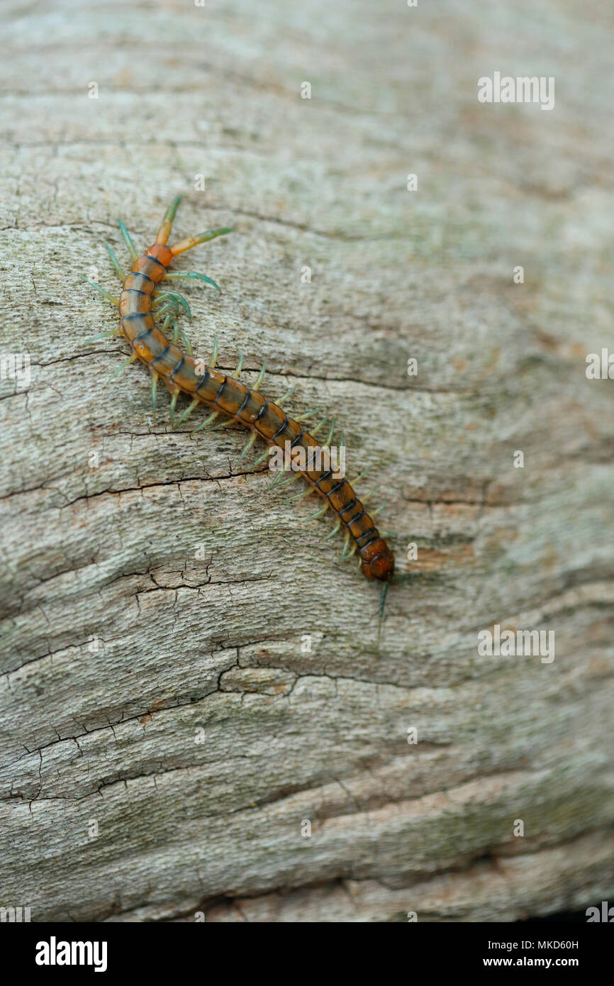 Megarian banded centipede (Scolopendra cingulata) on wood, Bulgaria ...