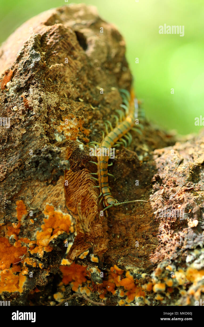Megarian banded centipede (Scolopendra cingulata) on rock, Bulgaria ...