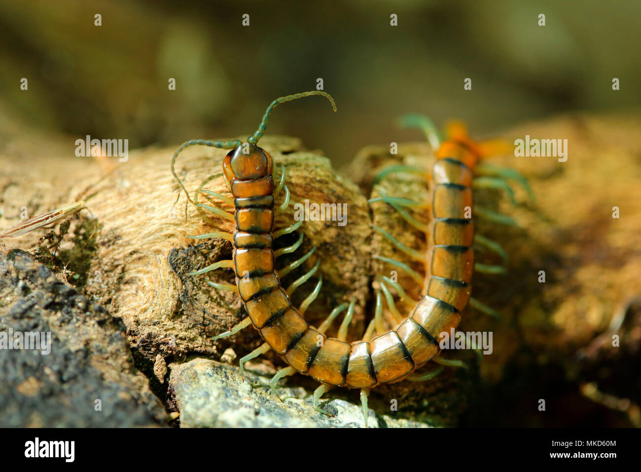 Megarian banded centipede (Scolopendra cingulata), Bulgaria Stock Photo ...