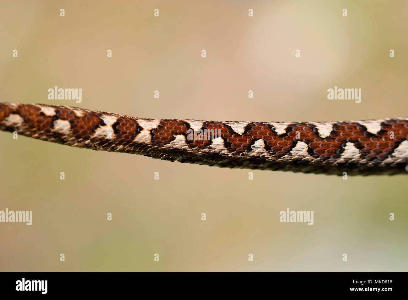 Nose-horned viper (Vipera ammodytes) tail, Bulgaria Stock Photo - Alamy