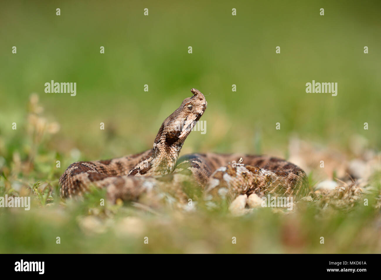 Female nose-horned viper (Vipera ammodytes), Bulgaria Stock Photo - Alamy