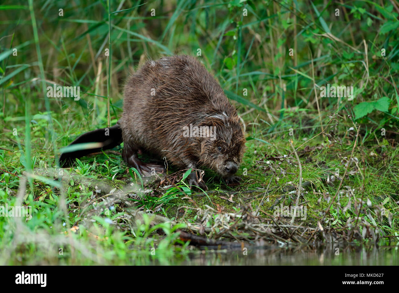 Beaver wetland animal image hi-res stock photography and images - Alamy