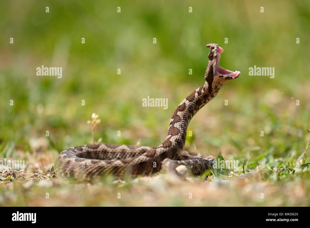 Attacking female nose-horned viper (Vipera ammodytes), Bulgaria Stock ...