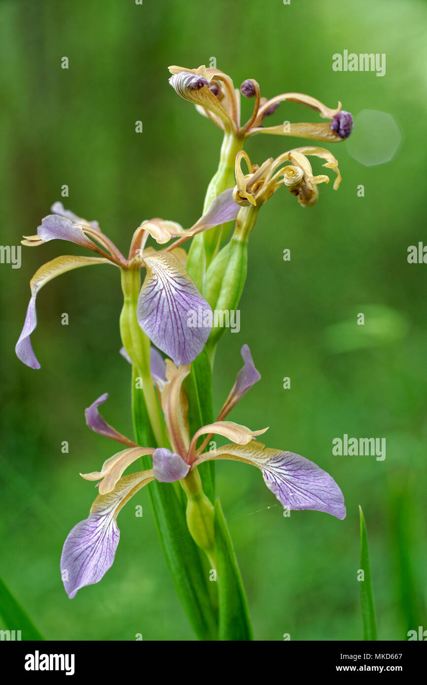Gladwyn iris hi-res stock photography and images - Alamy