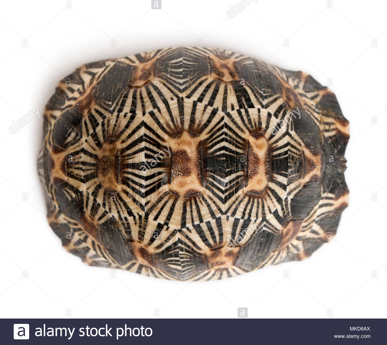Radiated Tortoise Astrochelys Radiata Stock Photos & Radiated Tortoise ...