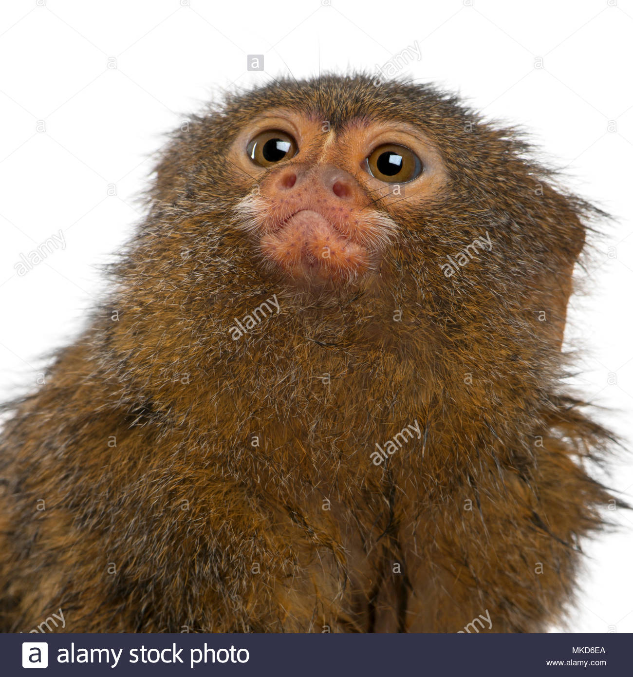 Pygmy Marmosets Stock Photos & Pygmy Marmosets Stock Images - Alamy
