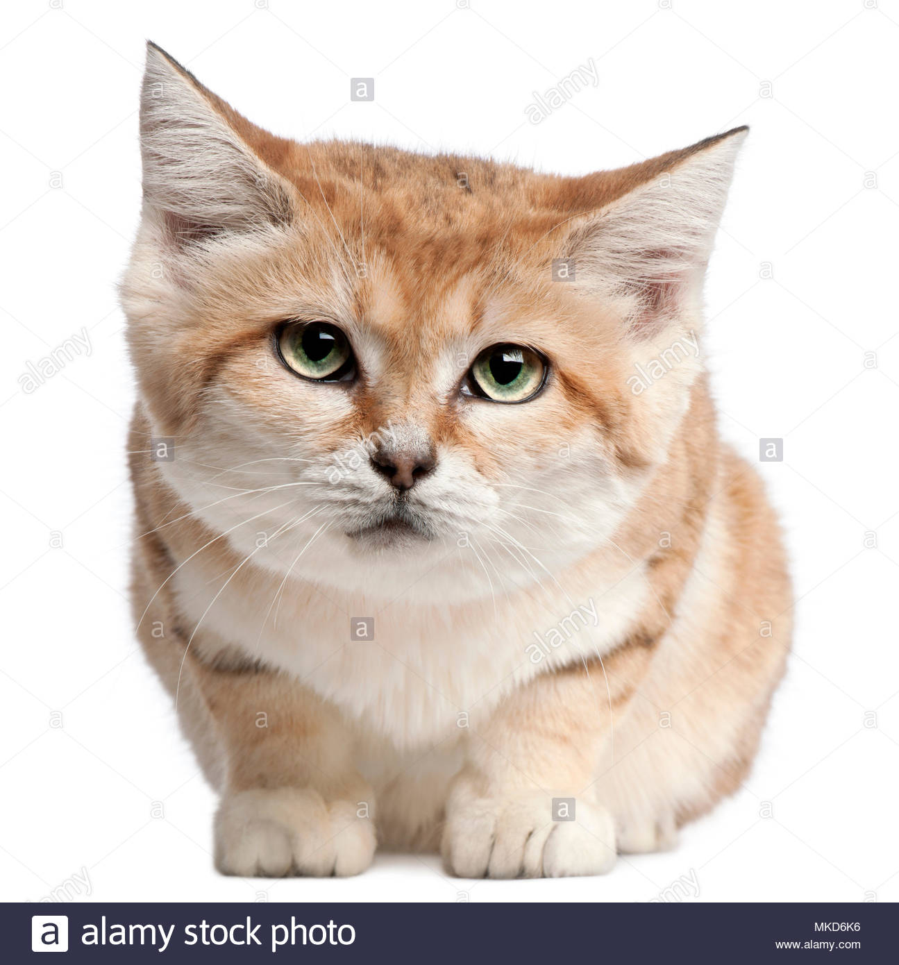 Sand Cat Felis Margarita Stock Photos & Sand Cat Felis Margarita Stock ...