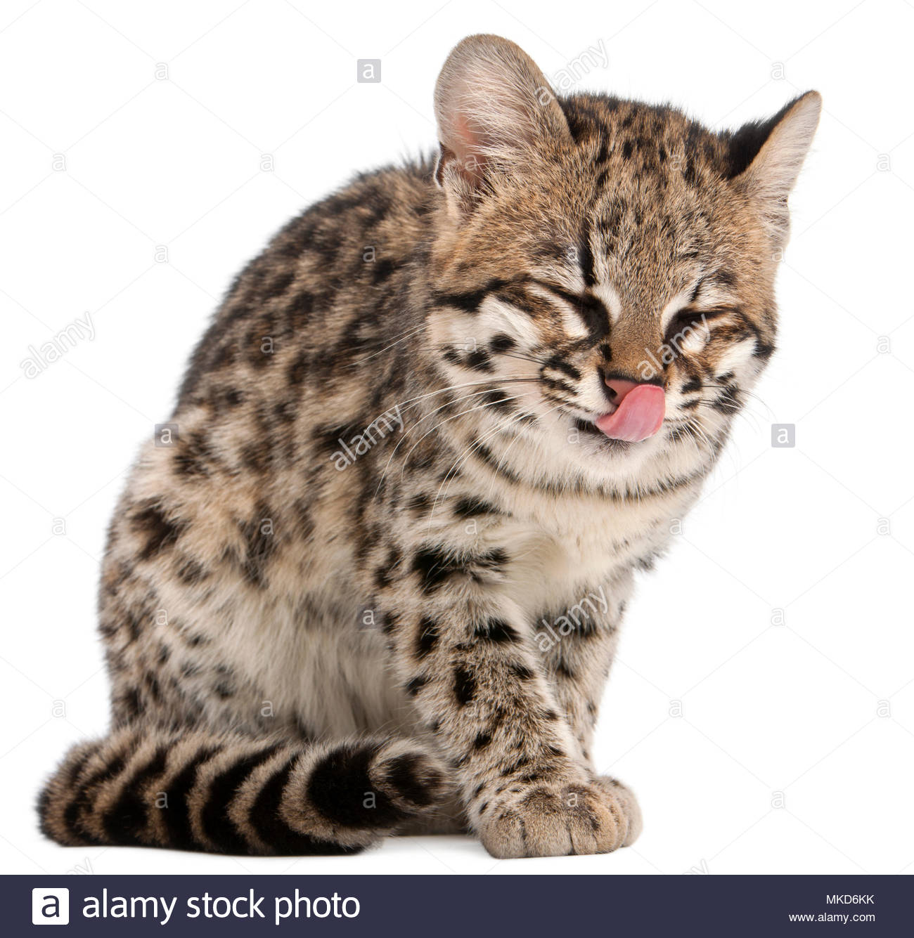 Leopardus Tigrinus Stock Photos & Leopardus Tigrinus Stock Images - Alamy