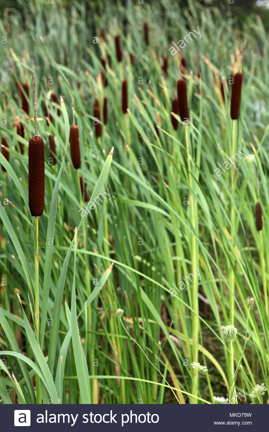 Moses Bulrushes High Resolution Stock Photography and Images - Alamy