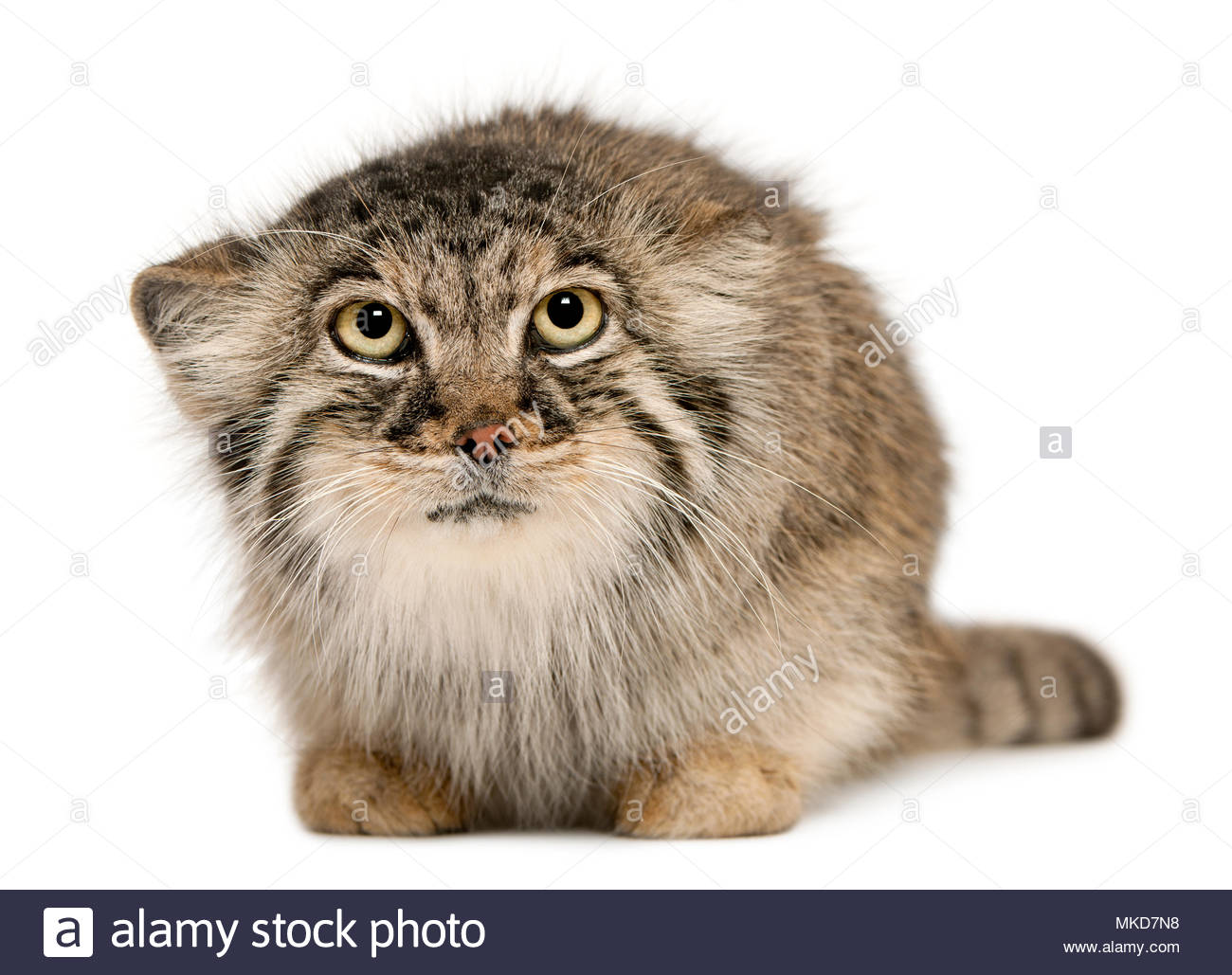 Otocolobus Manul Stock Photos & Otocolobus Manul Stock Images - Alamy