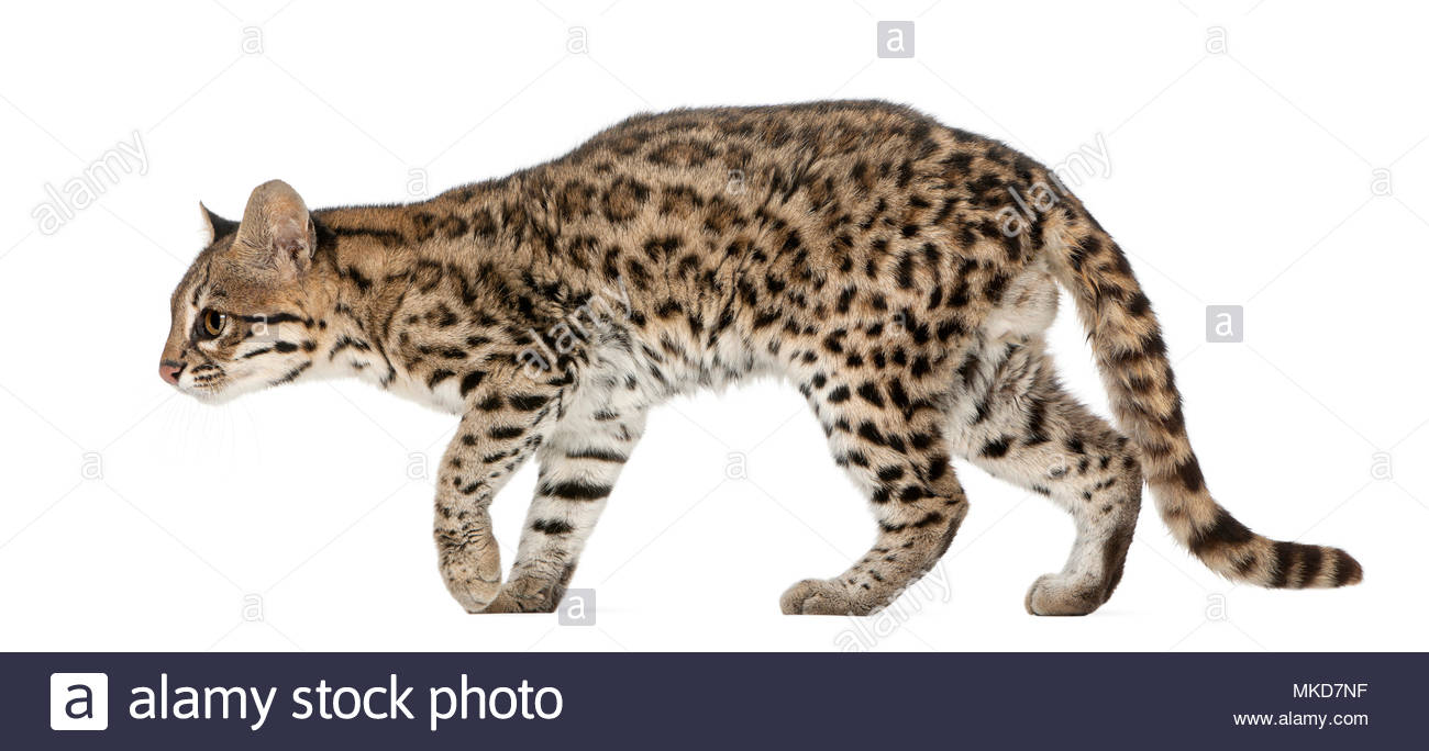 Leopardus Tigrinus Stock Photos & Leopardus Tigrinus Stock Images - Alamy