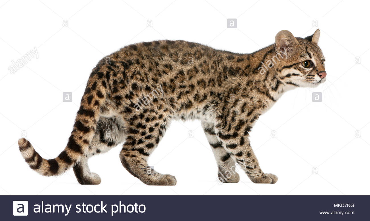 Oncillas Stock Photos & Oncillas Stock Images - Alamy