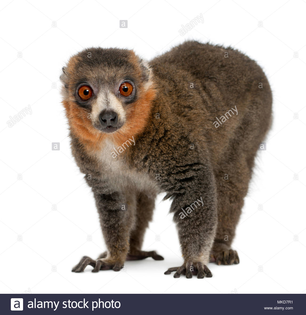 Mongoz Stock Photos & Mongoz Stock Images - Alamy