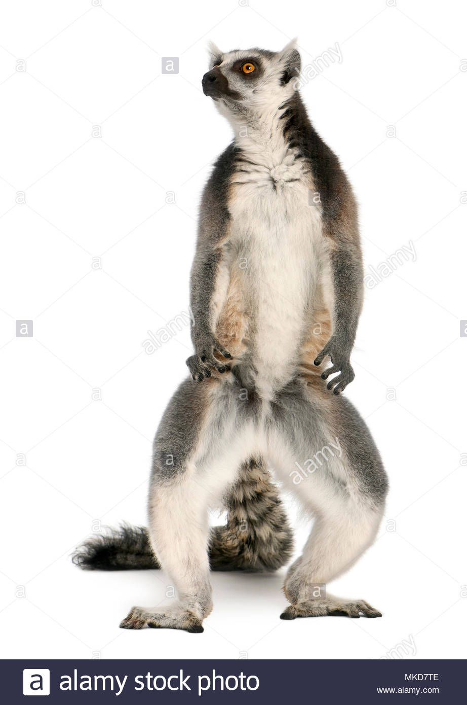 Ring Tailed Lemur Lemur Catta Standing Stock Photos & Ring Tailed Lemur ...