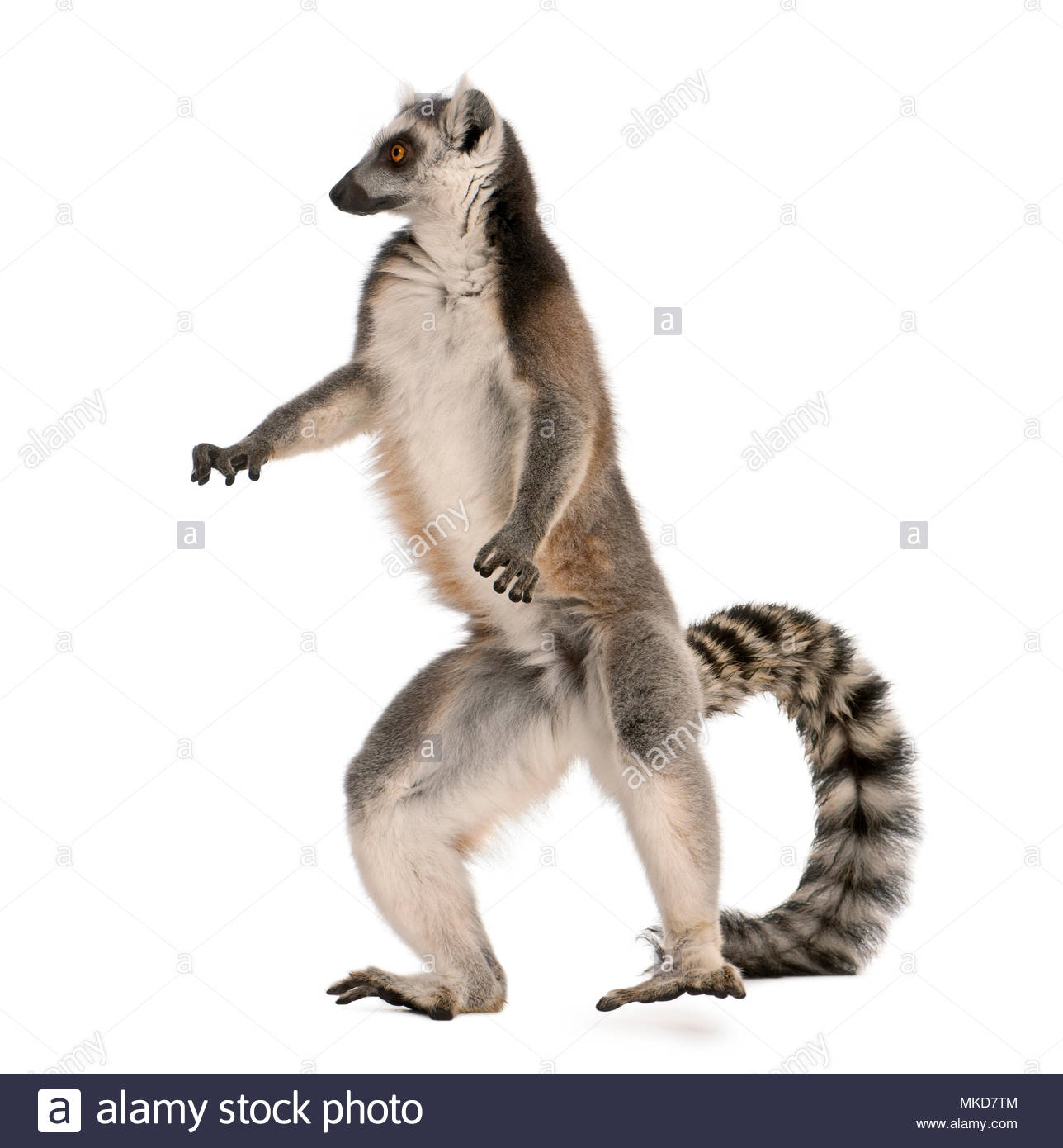 Lemur Standing Stock Photos & Lemur Standing Stock Images - Alamy